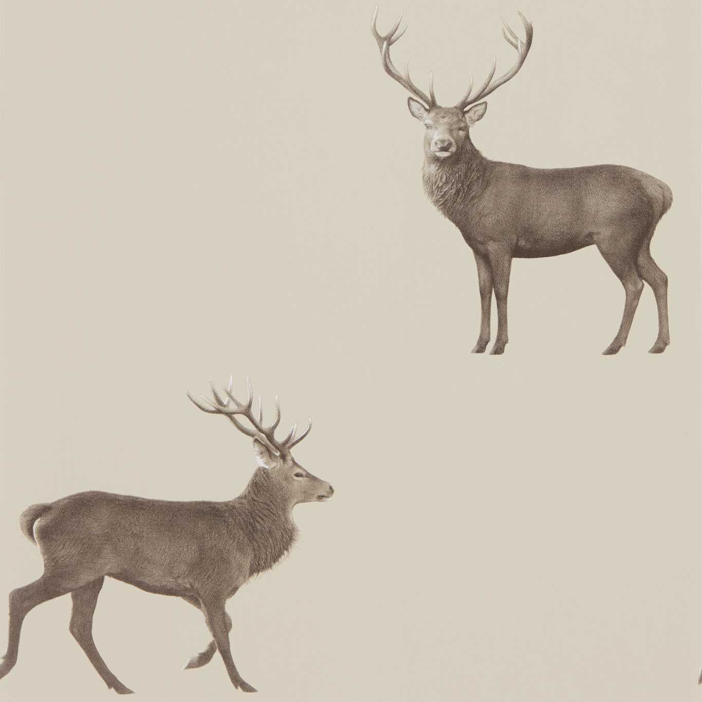 SANDERSON Evesham Deer Wallpaper Animals Birch Gravure Printed Wallpap ...